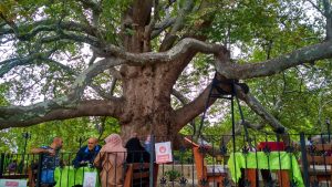 Acehkini Jalan-jalan: Pohon Inkaya 600 Tahun, Saksi Sejarah Turki yang ...