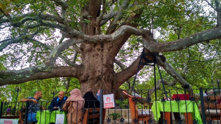 Acehkini Jalan-jalan: Pohon Inkaya 600 Tahun, Saksi Sejarah Turki yang ...