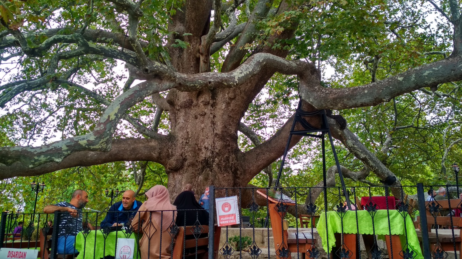 Acehkini Jalan-jalan: Pohon Inkaya 600 Tahun, Saksi Sejarah Turki yang ...