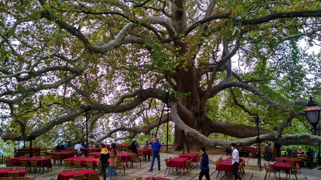Acehkini Jalan-jalan: Pohon Inkaya 600 Tahun, Saksi Sejarah Turki yang ...
