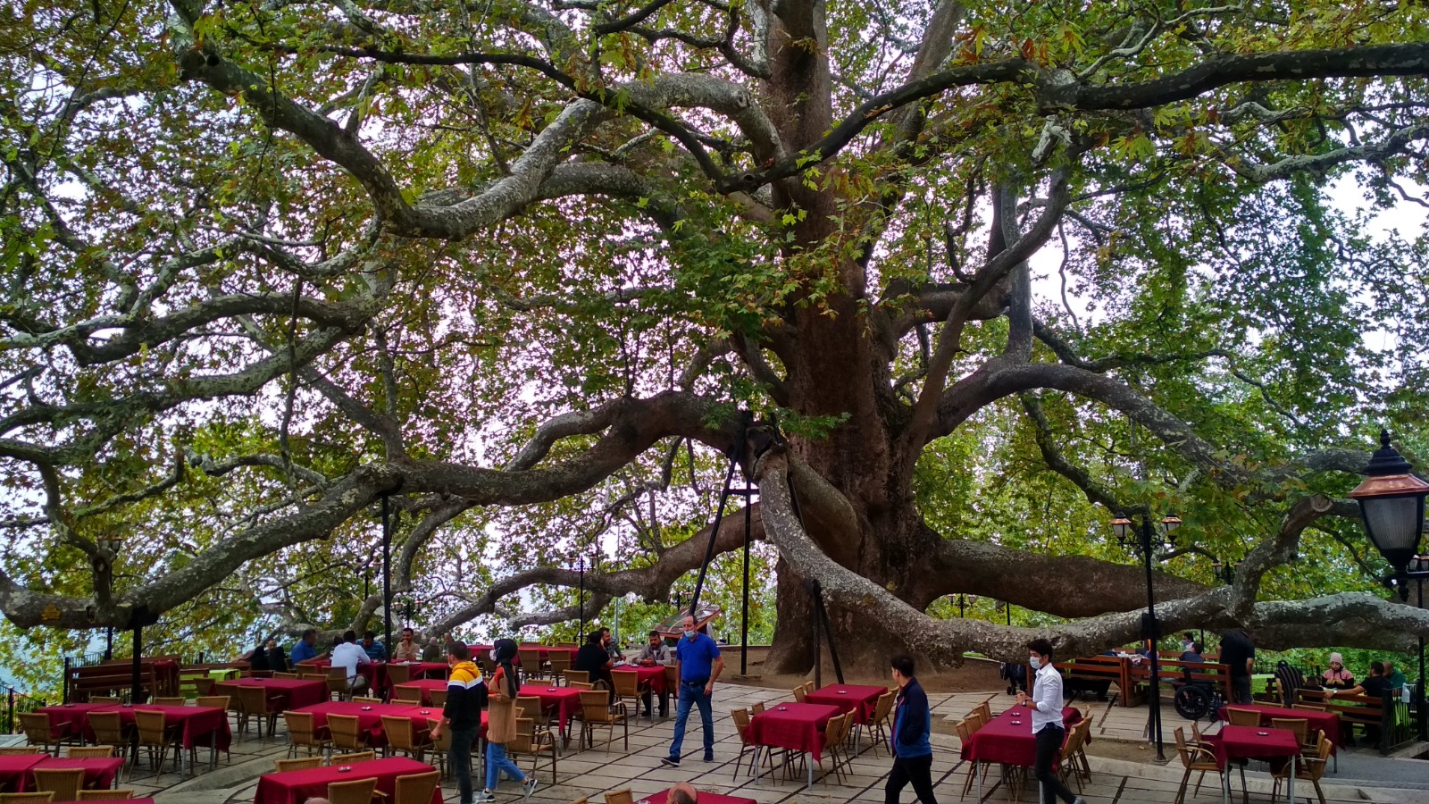 Acehkini Jalan-jalan: Pohon Inkaya 600 Tahun, Saksi Sejarah Turki yang ...