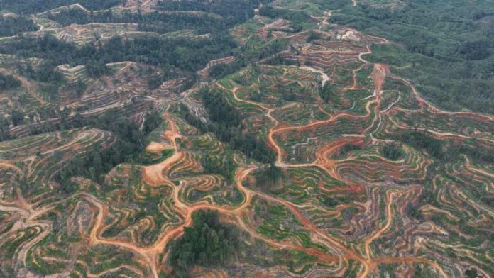 Ancaman di Gerbang Leuser: Ekspansi Sawit Bayangi Masa Depan Ekosistem ...
