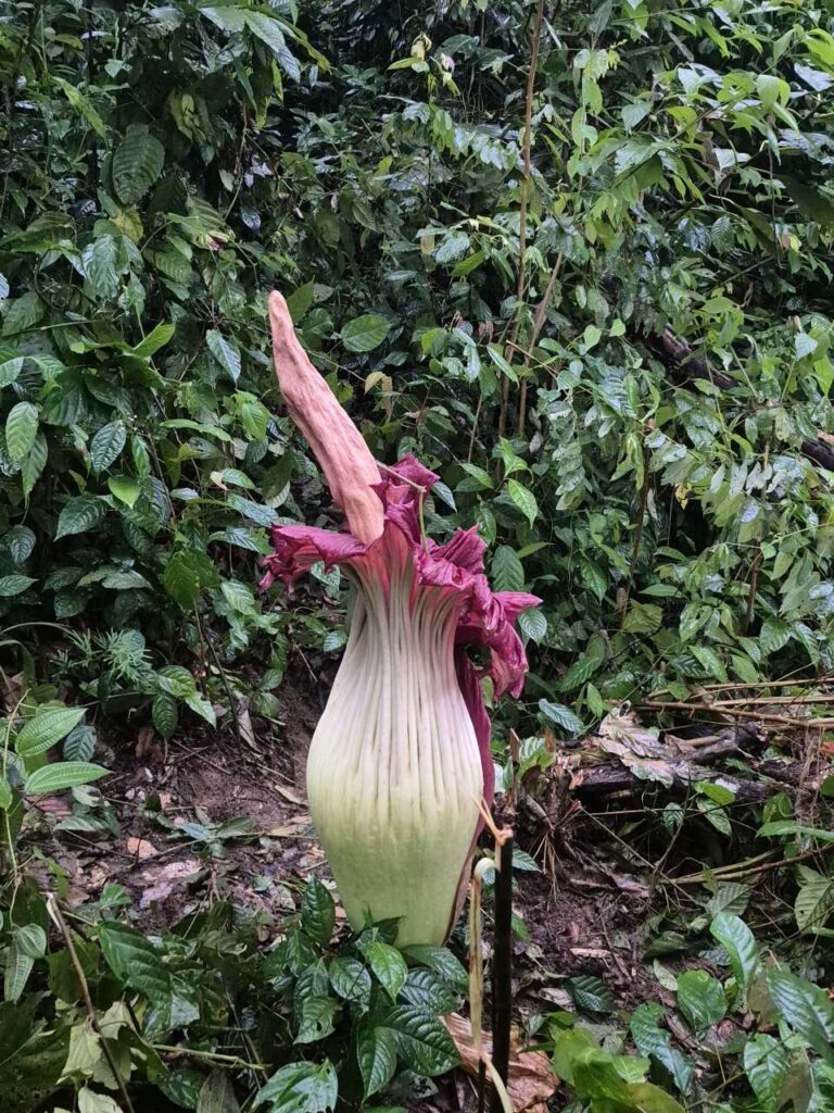 Melihat Keindahan Bunga Bangkai Raksasa di Sepanjang Aliran Sungai Lae ...